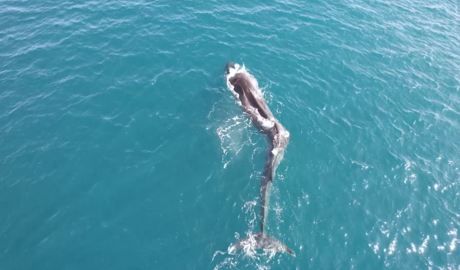 VÍDEO: Captan a ballena con la columna gravemente desviada