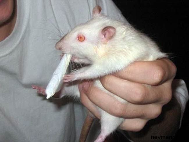 Ratas se comen la "yerba" y "andan todas drogadas" dice la jefa de ...