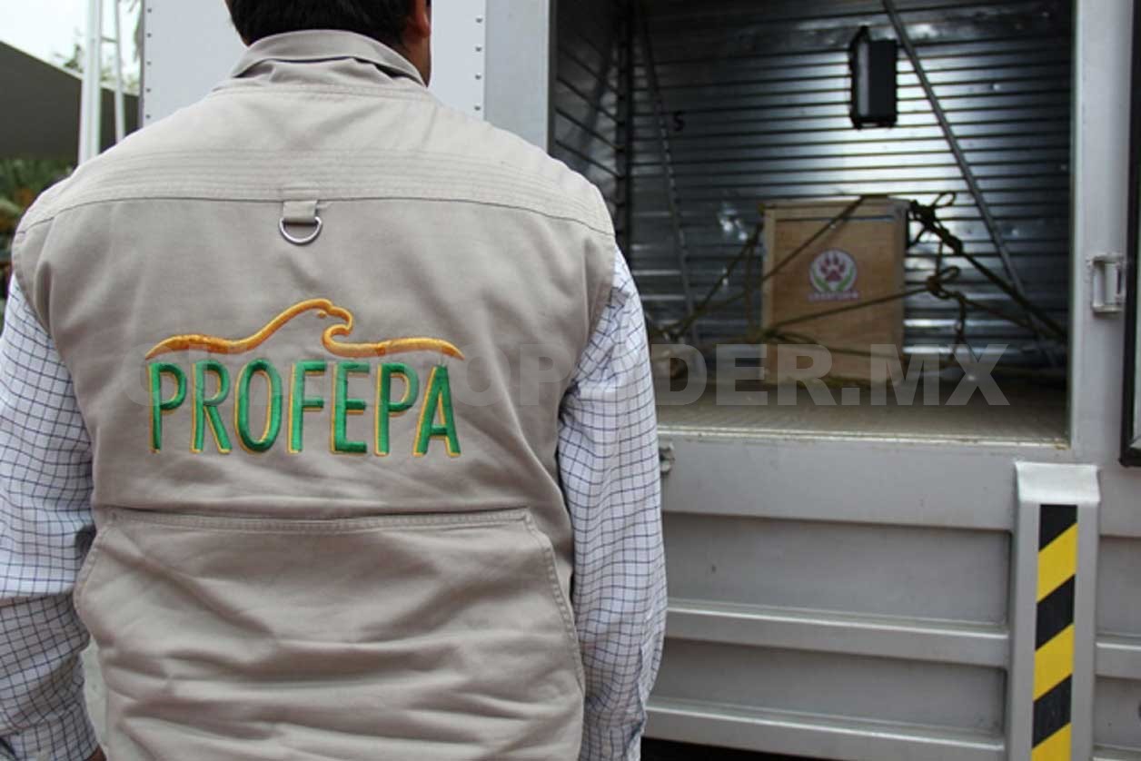 Profepa oferta vacante a licenciados en Ciencias Sociales y ...