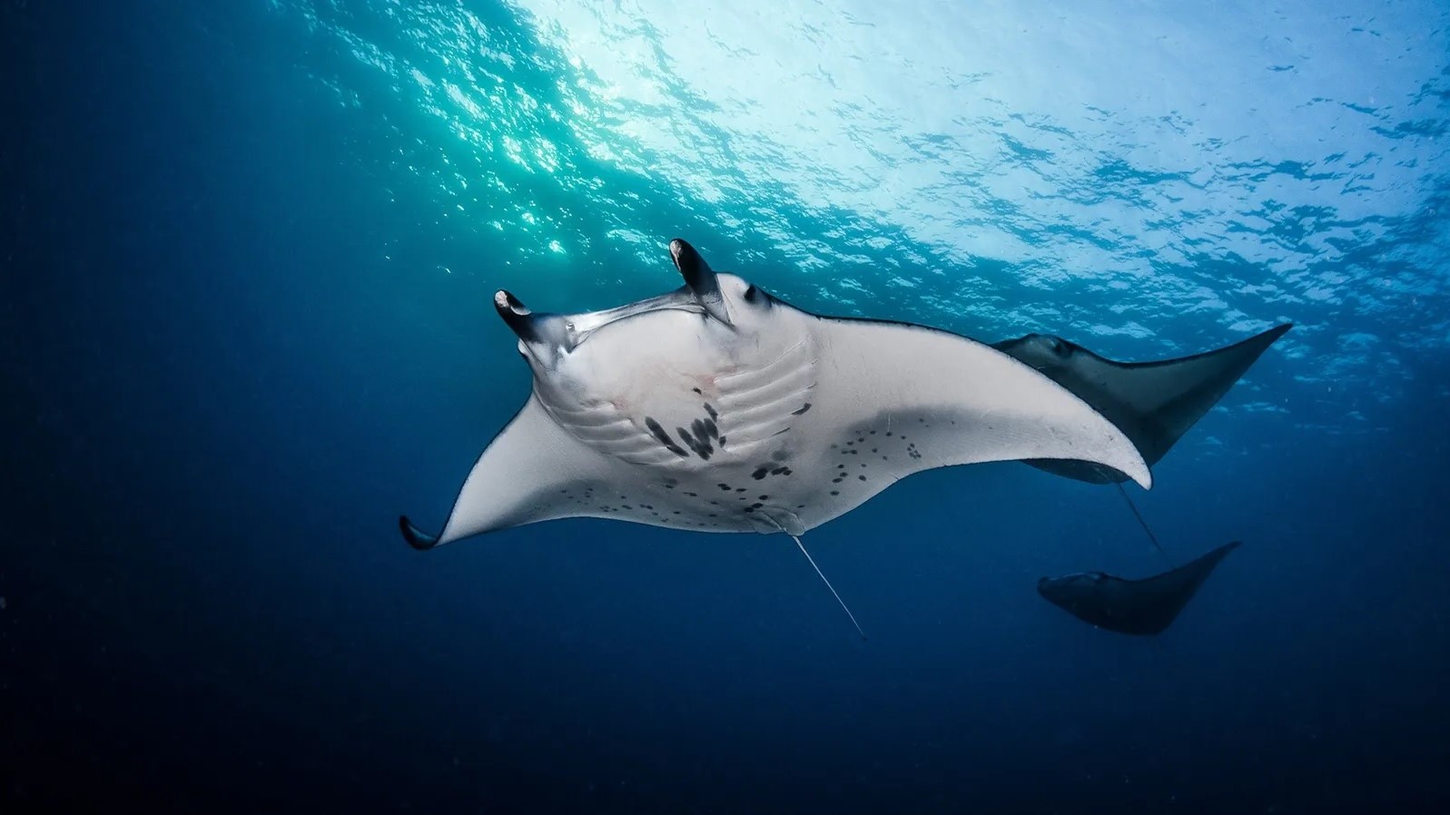 La mantarraya oceánica amenazada por embarcaciones en mares nayaritas ...